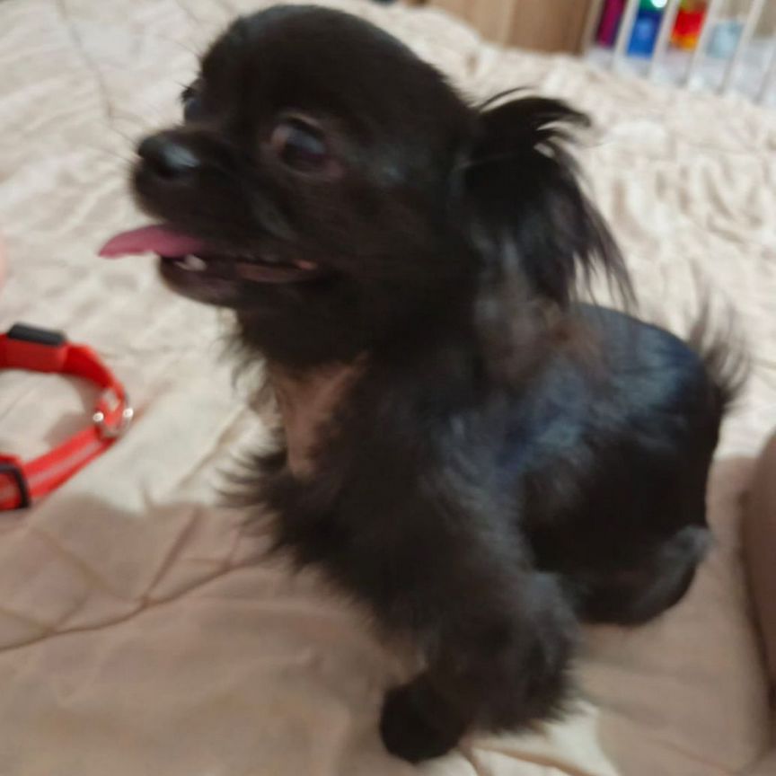 Пекинес, взрослая собака