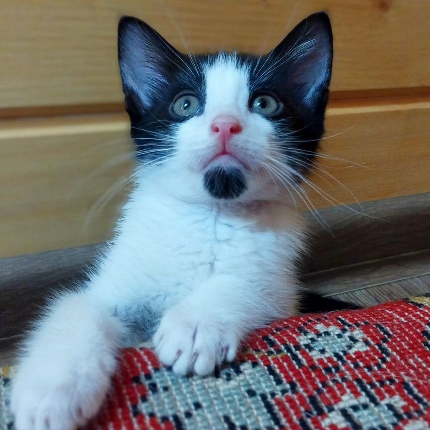 Котенок 2 мес в добрые руки