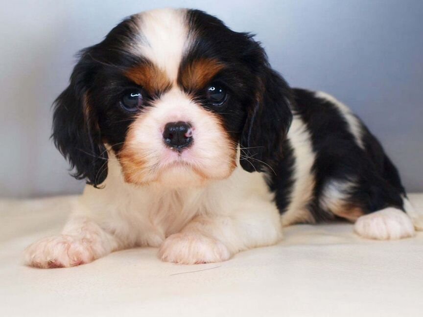 Кавалер кинг Чарльз спаниель