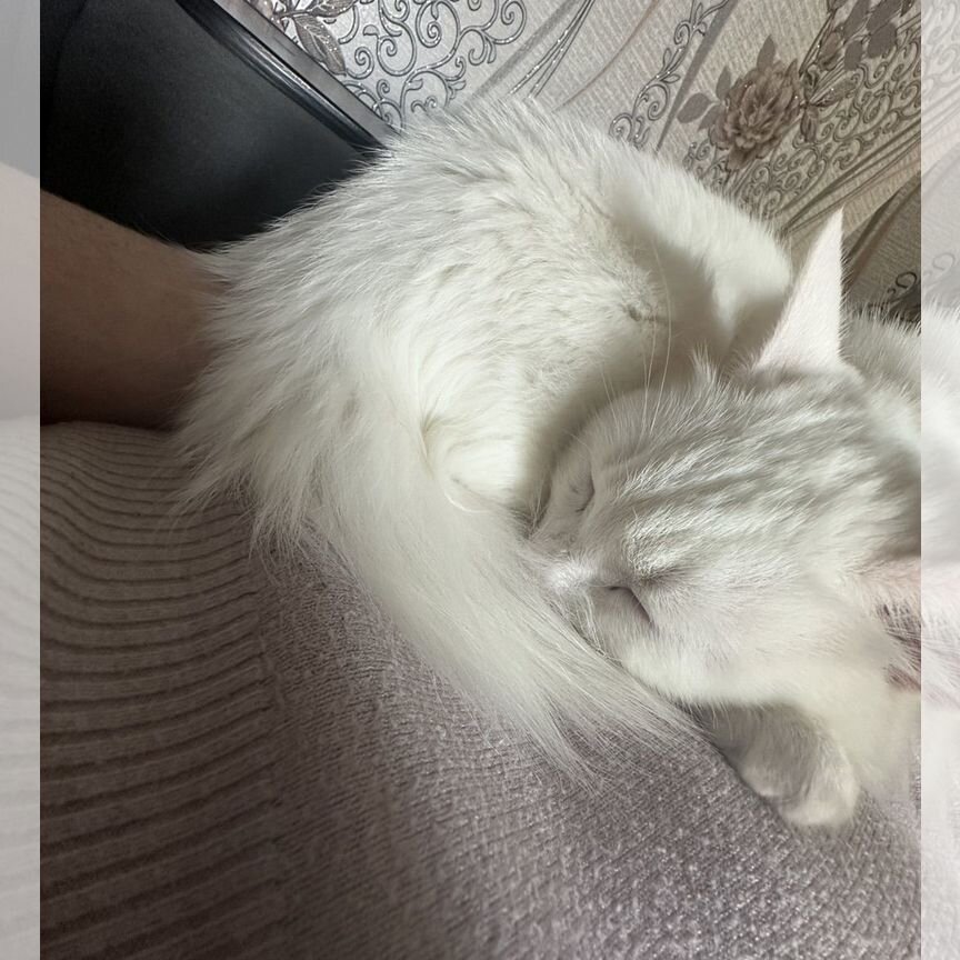 Найдена кошка