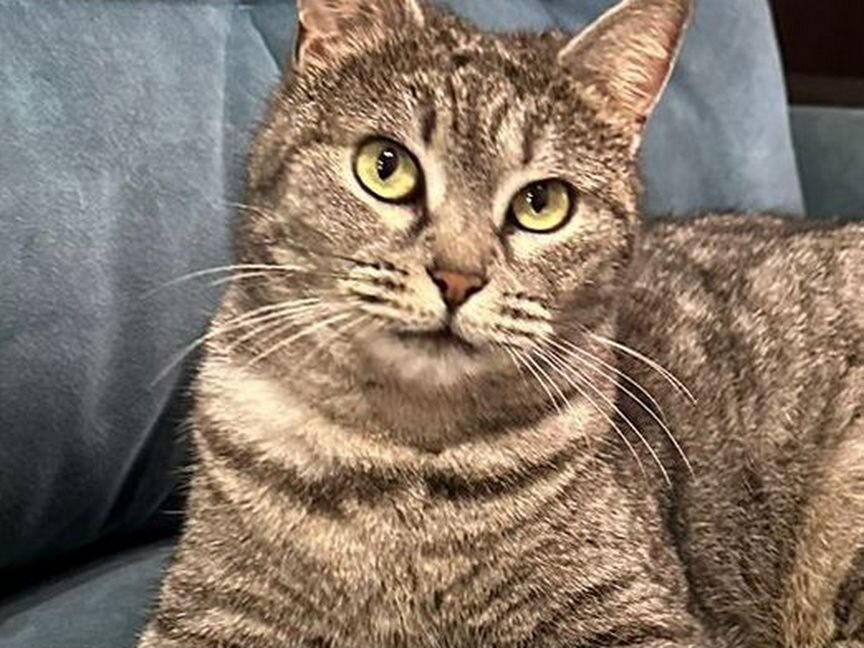 Кошка спасена с рынка