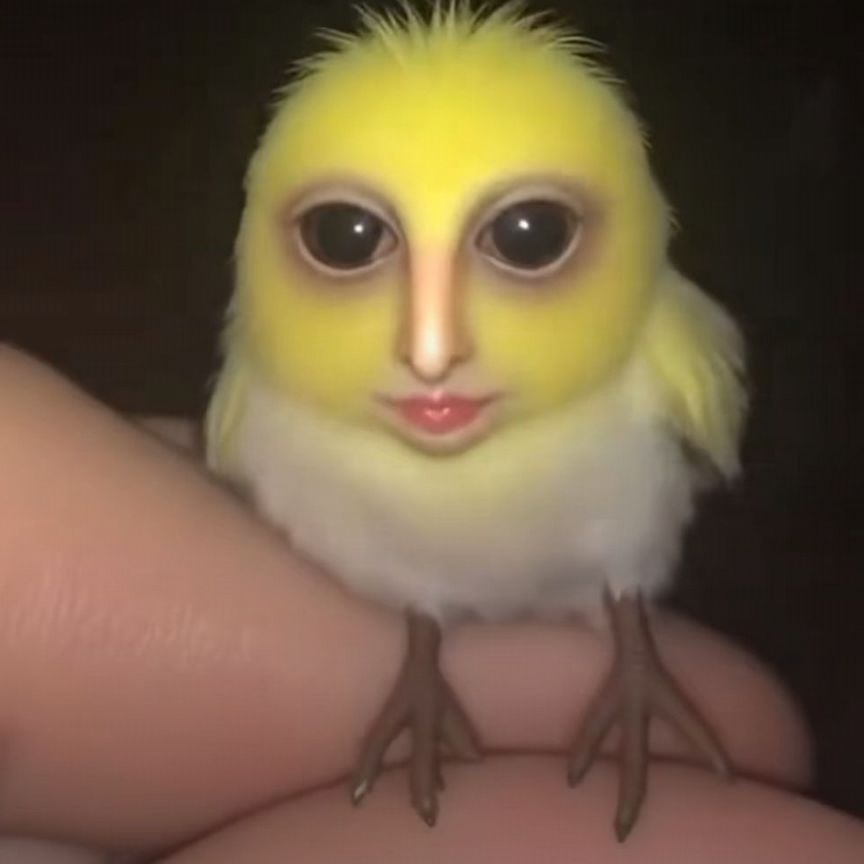 Цыплёнок от авиасейлс