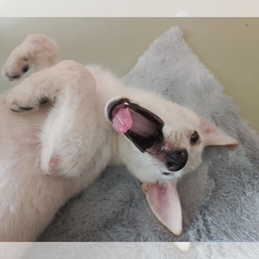 Щенок в добрые руки