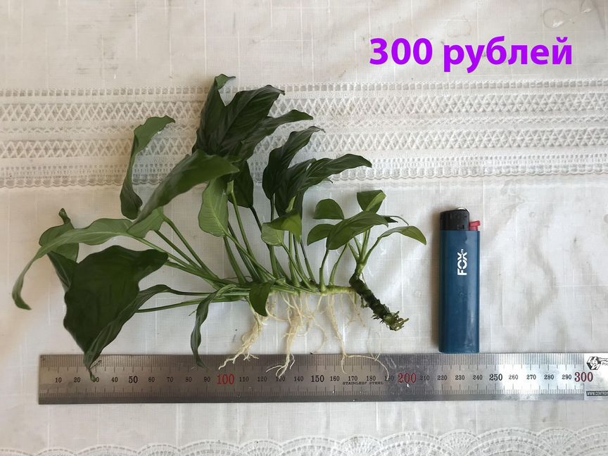 Анубиас нана