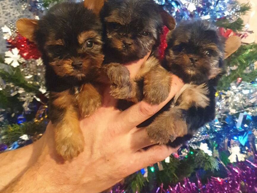 Мини детки Йоркширский терьер