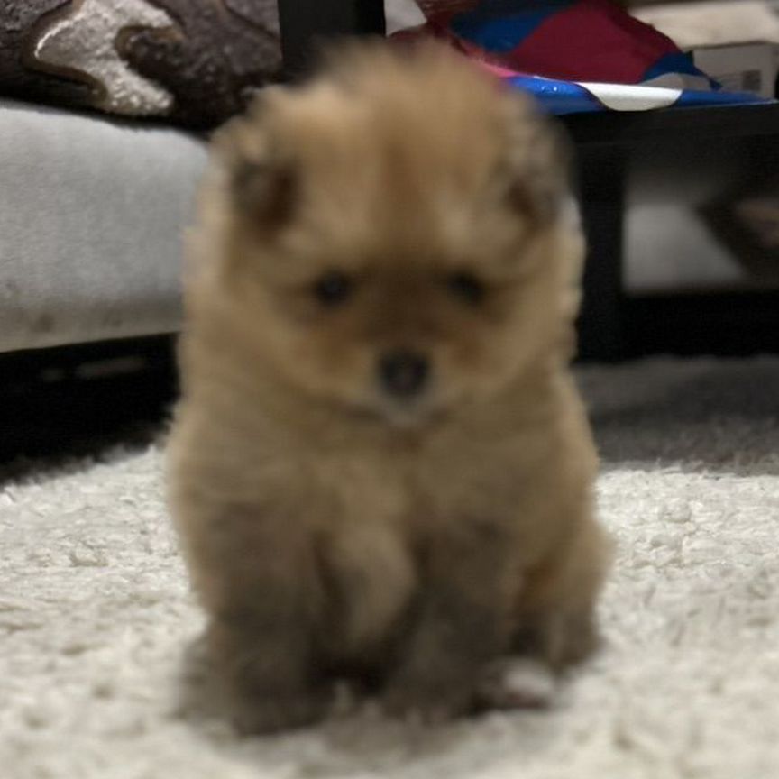 Померанский шпиц, щенок