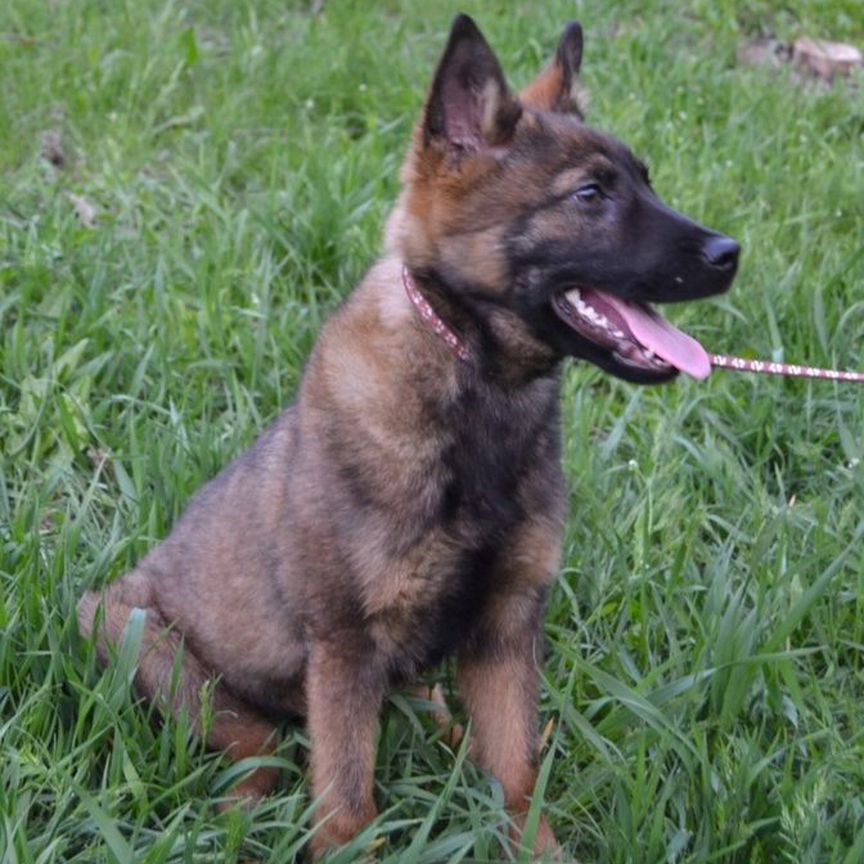 Пристраивается в добрые руки