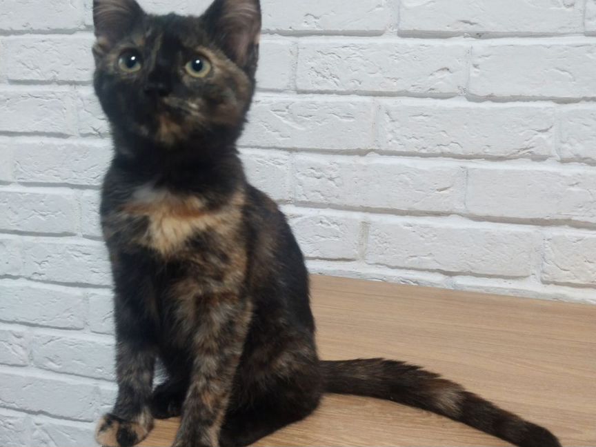 Кошка котёнок Розочка