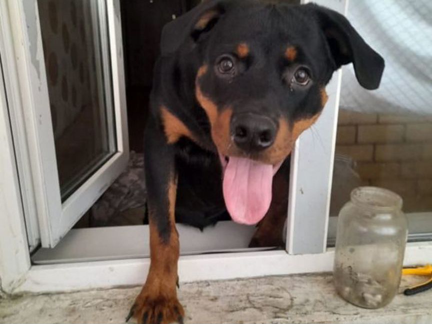 Отдам в хорошие руки собаку