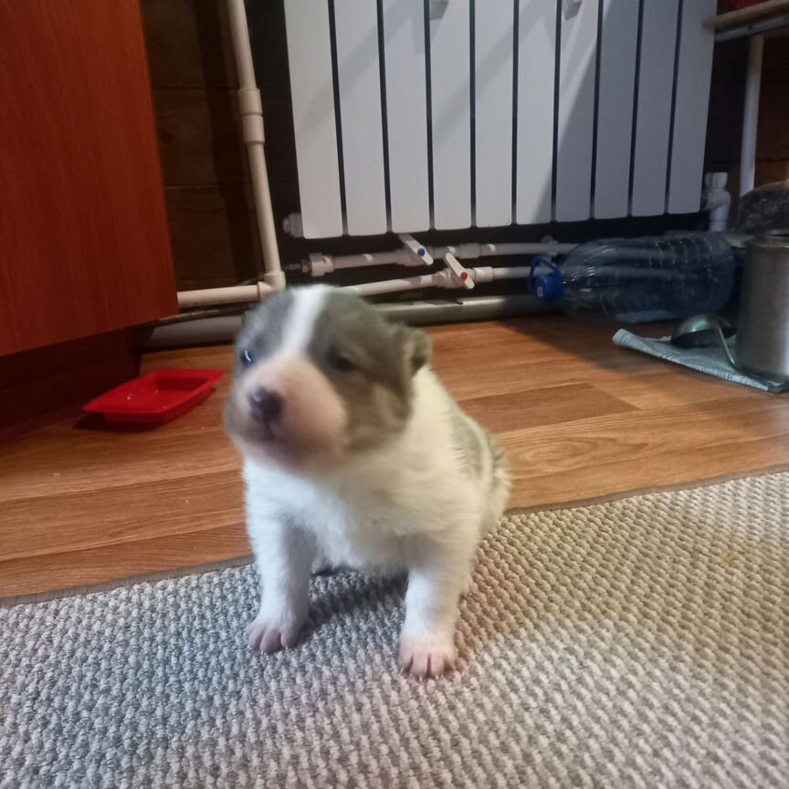 Щенок в добрые руки бесплатно