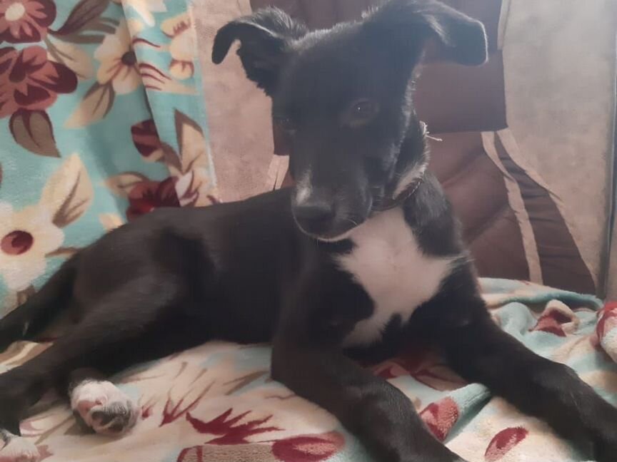 Найдена собака