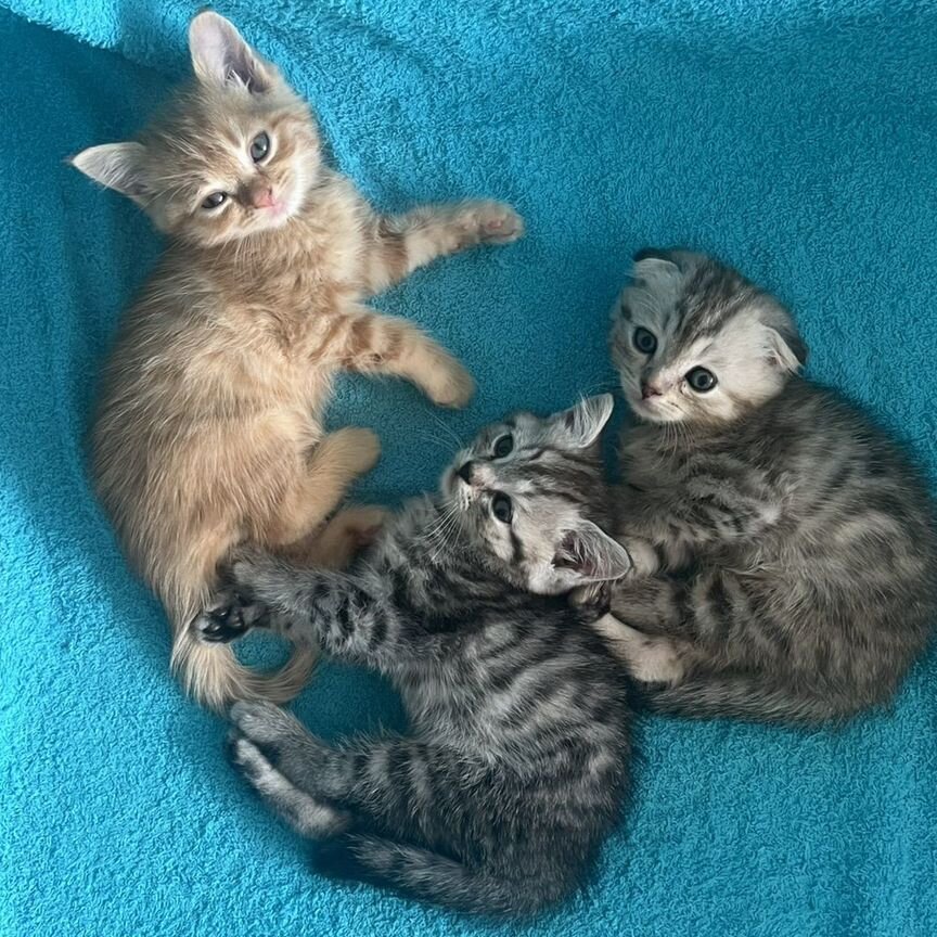 Британский короткошёрстный котёнок