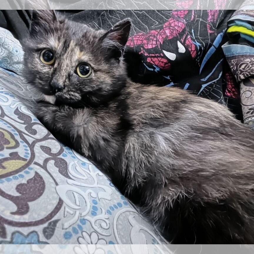 Котёнок в добрые руки