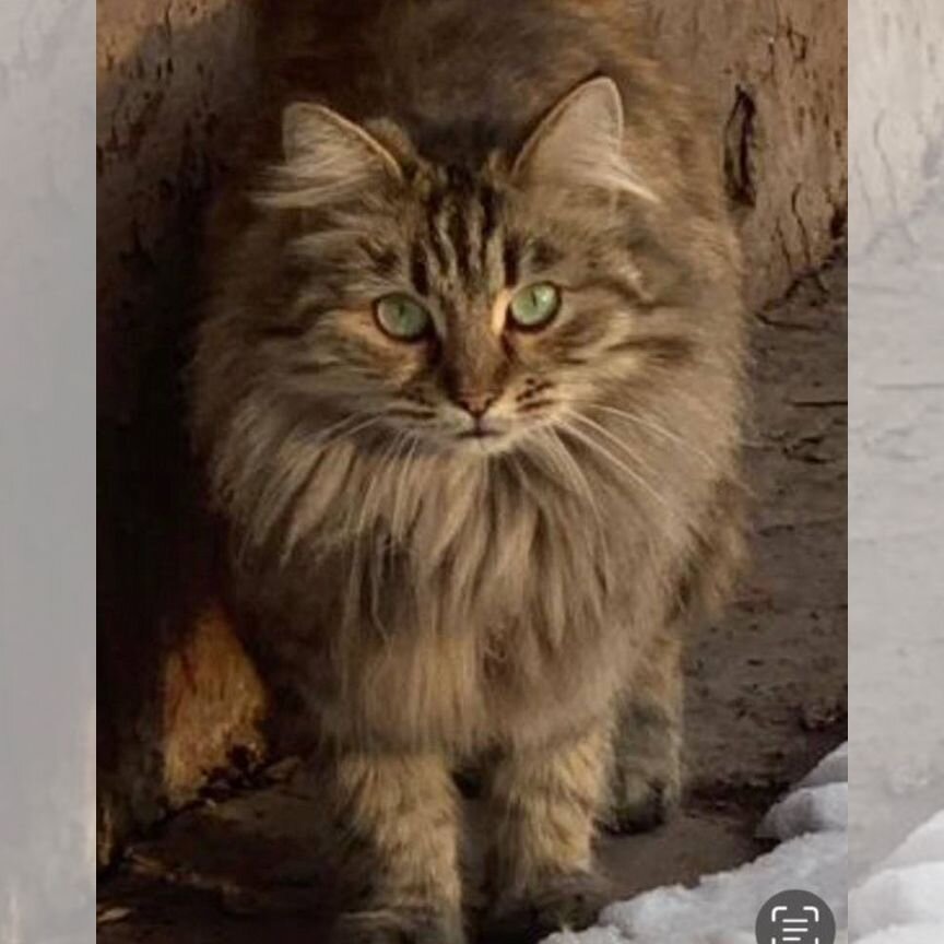 Кошки в добрые руки бесплатно