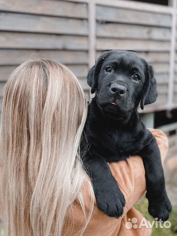 Щенок черный лабрадор РКФ