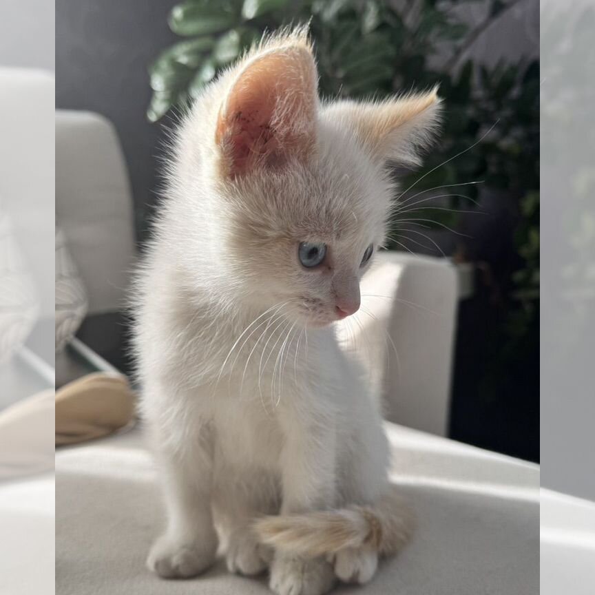 Красивый котенок