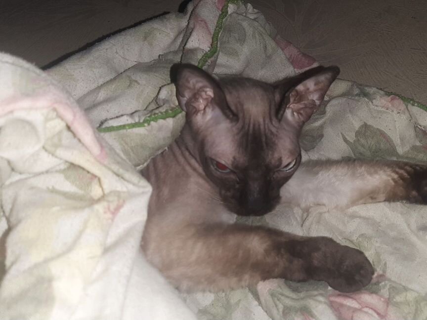 Донской сфинкс