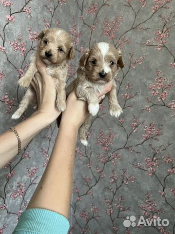 Мальтипу ф1 карамель Premium baby love