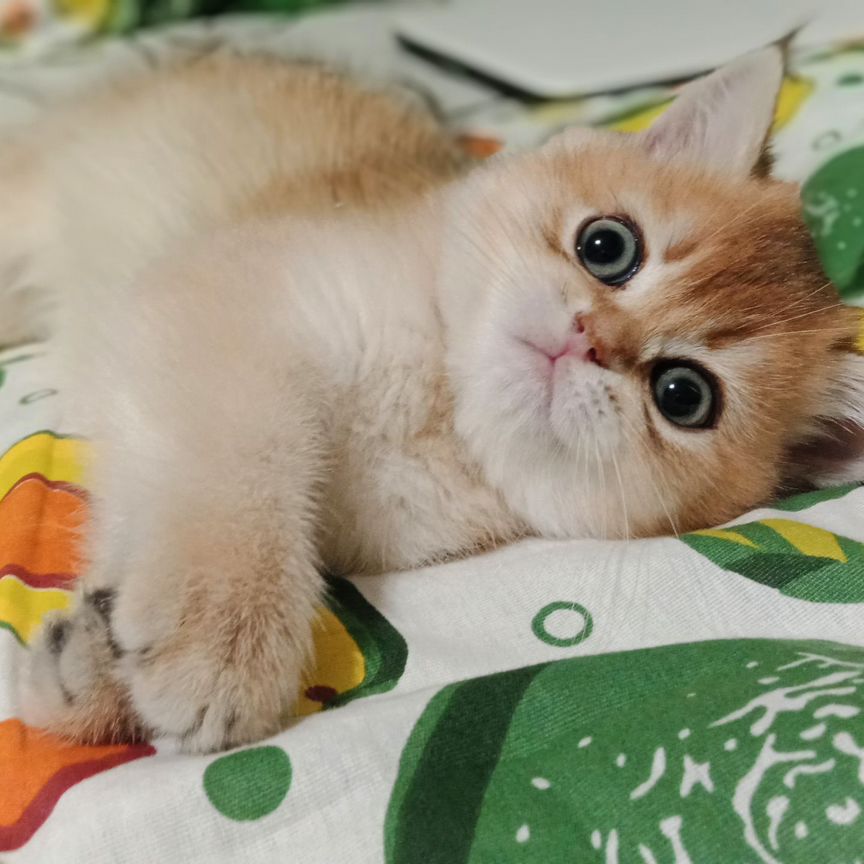 Котик золотая шиншилла