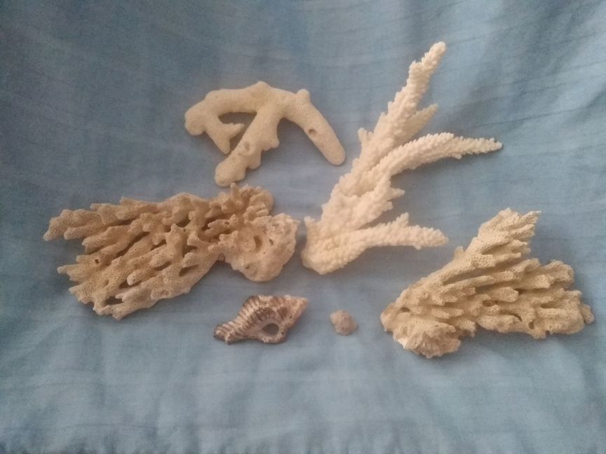 Натуральные морские кораллы и ракушки
