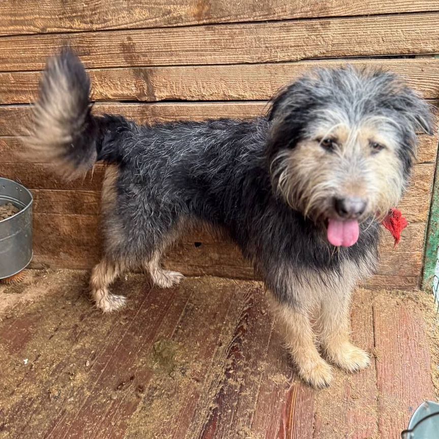 Взрослый пёс в добрые руки