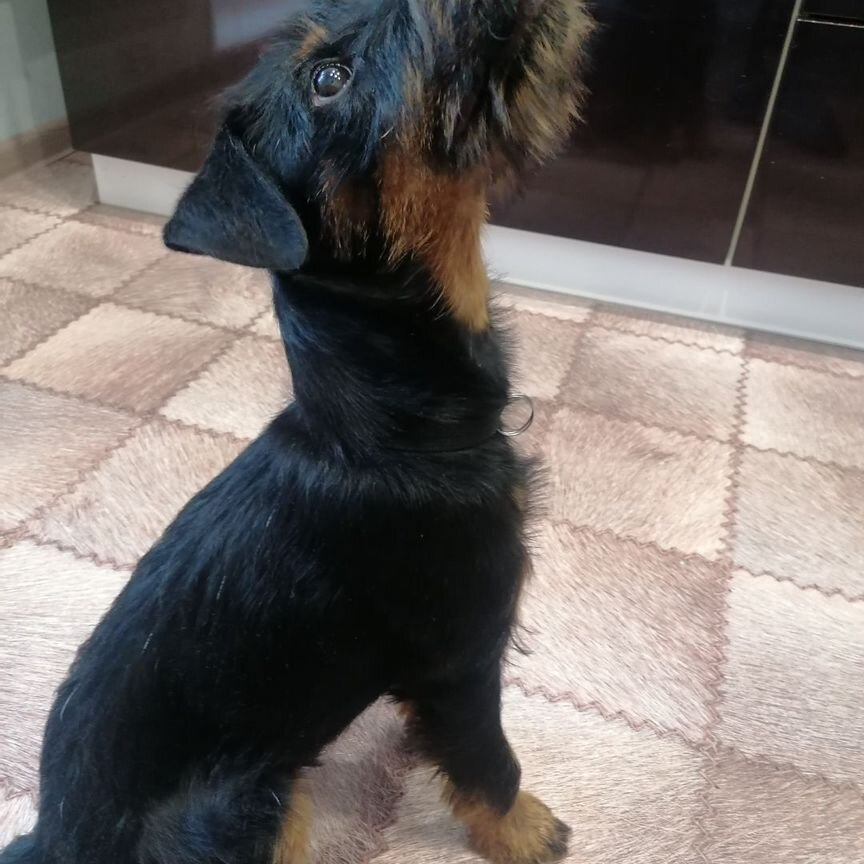 Щенки ягдтерьера