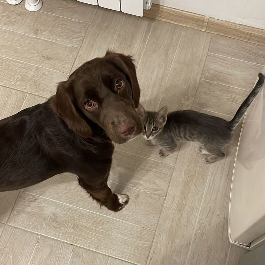 Отдам породистую собаку в добрые руки