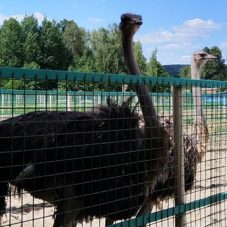 Пара молодых страусов