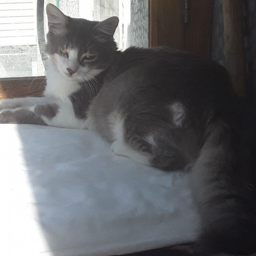 Отдам кота в добрые руки