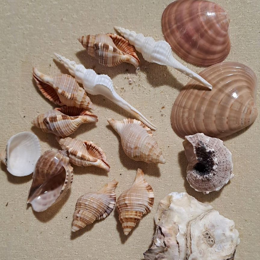 Ракушки для аквариума