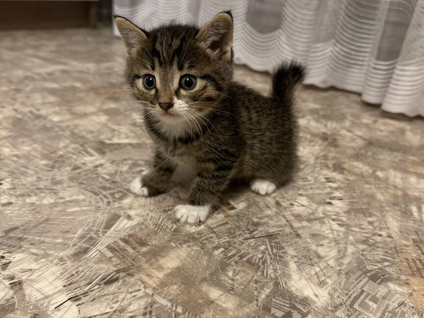 Котята шотландская+бобтейл