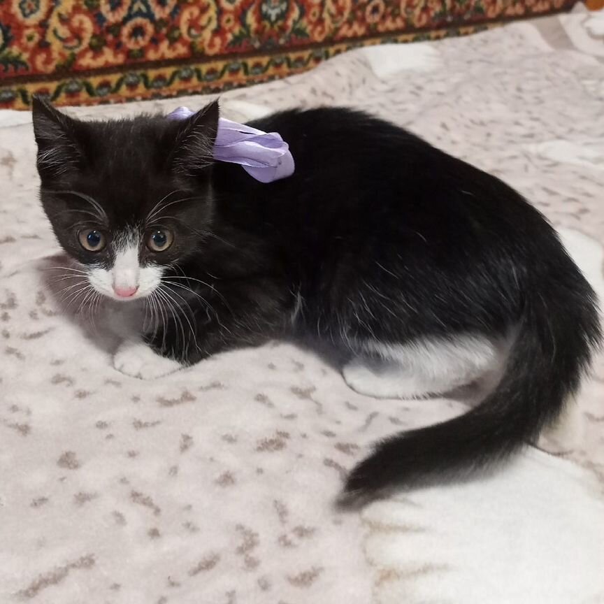 Котята ищут дом