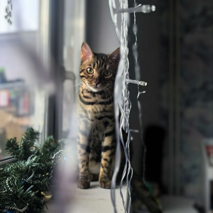 Бенгальская кошка