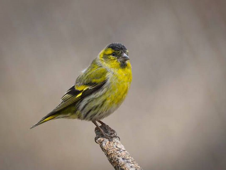 Лесные птицы: чиж, щегол, репел