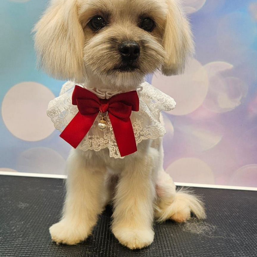 Мальтипу, щенок