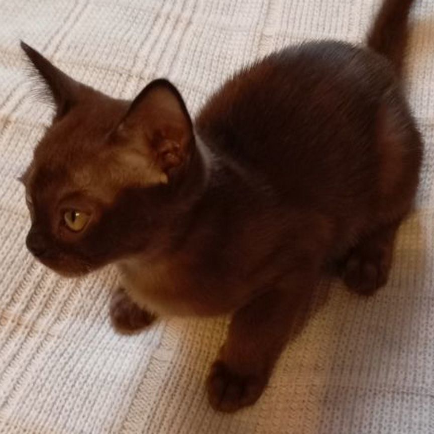 Котята европейской бурмы