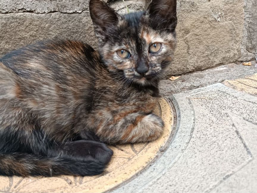 Маленькие кошечки в добрые руки