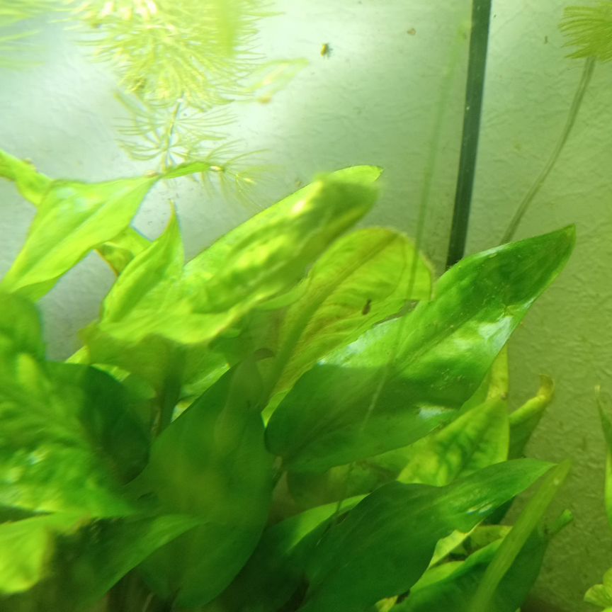 Криптокарина понтедериеволистная