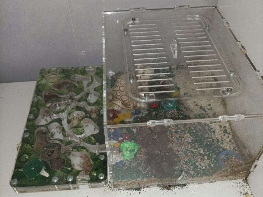 Муравьиная ферма с муравьями