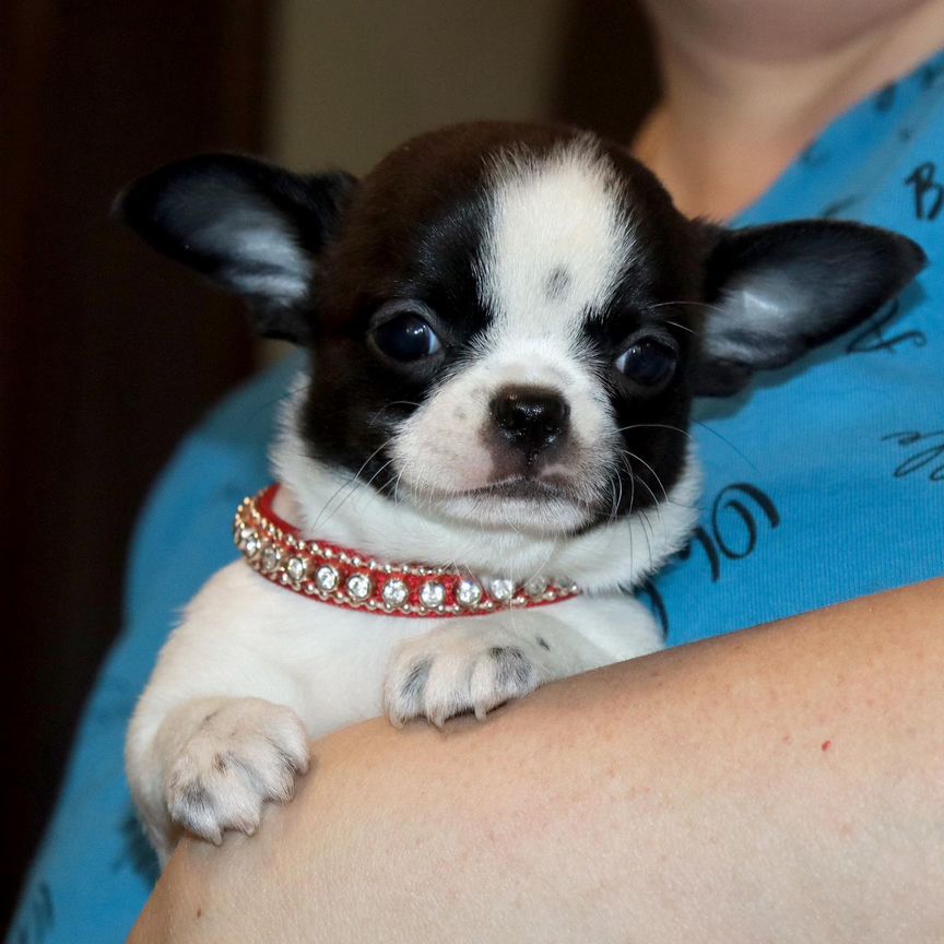 Инь Янь. Шикарная чихуахуа с доставкой и видео