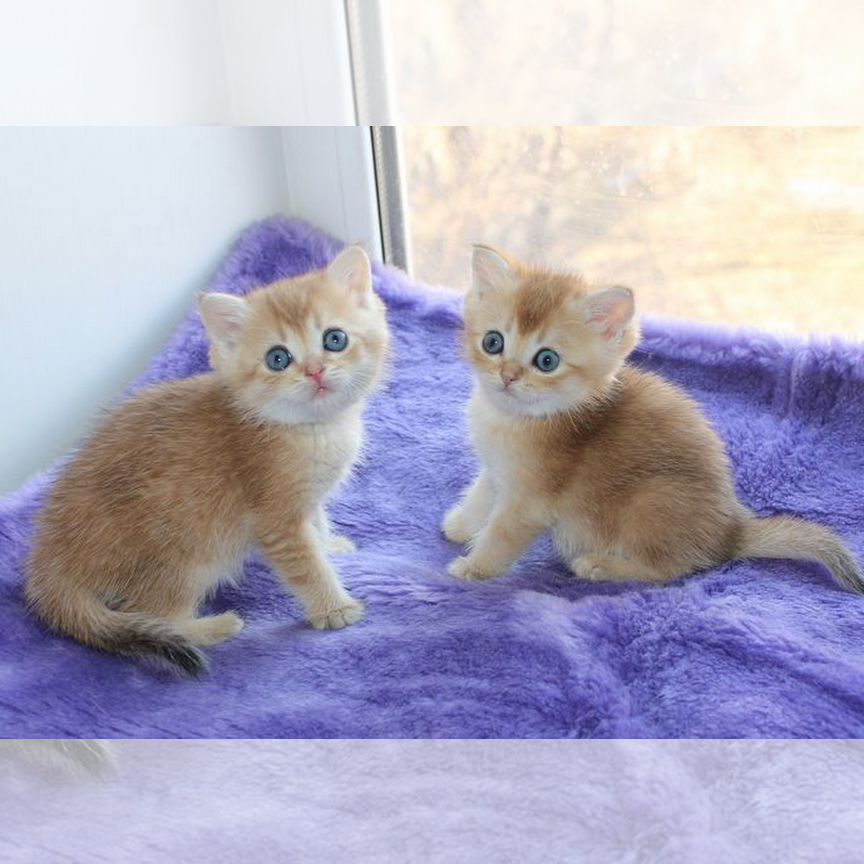 Шотландский прямоухий короткошёрстный котёнок