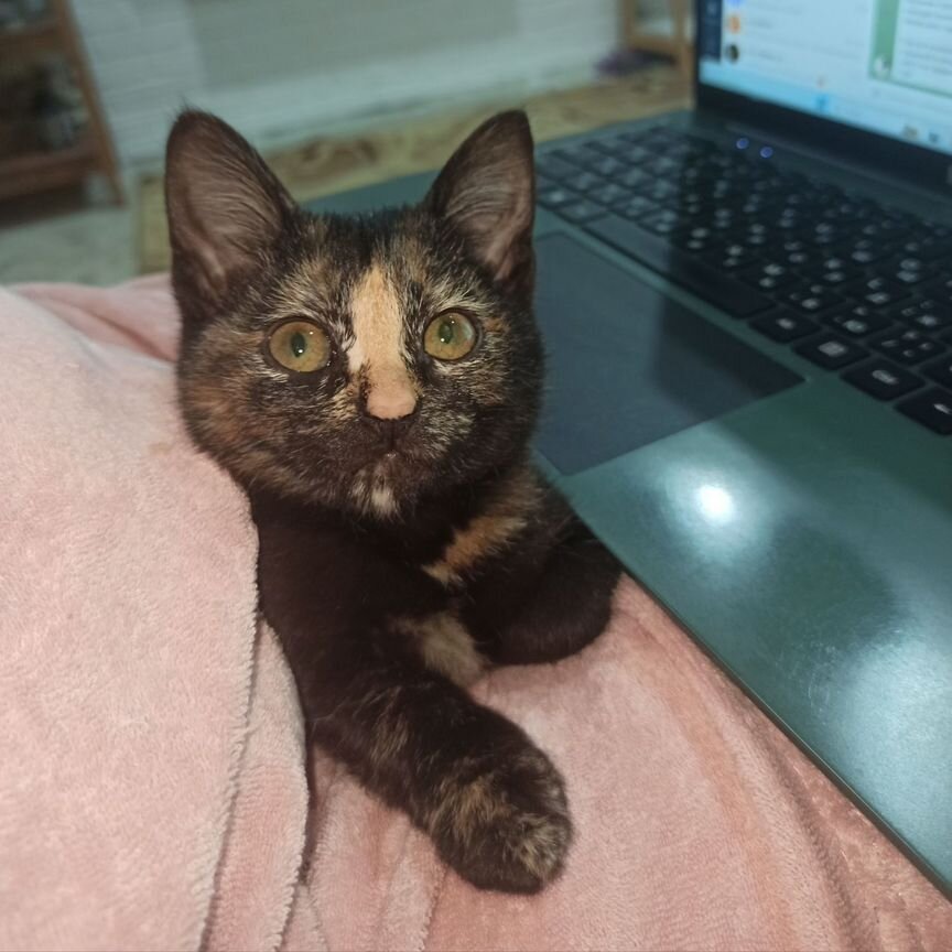 Кошка трехшерстная