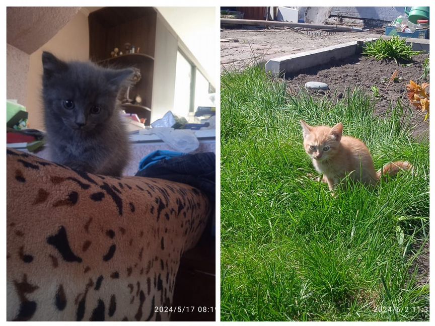 Котята мальчик и девочка с доставкой