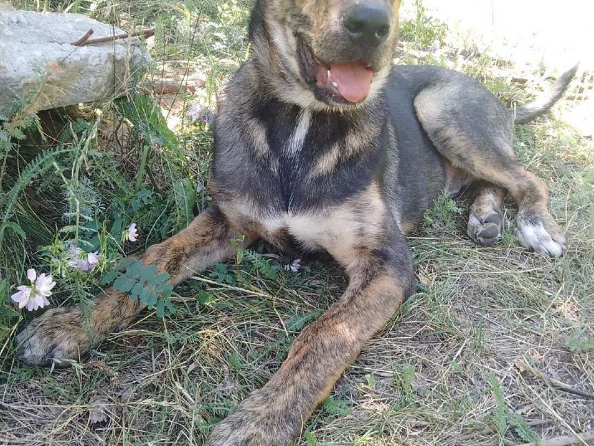 Бруно в добрые руки