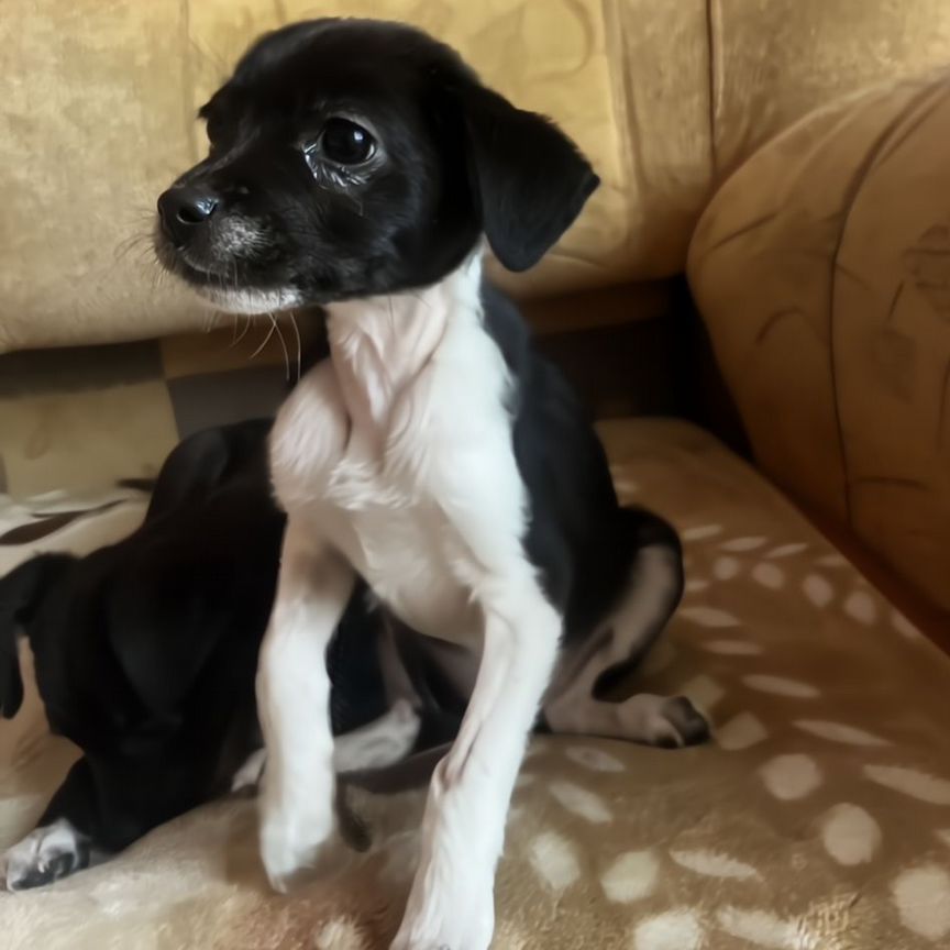 Щенок в добрые руки