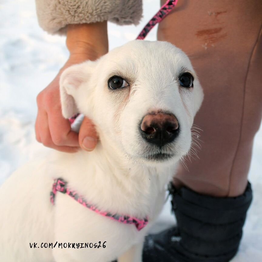 Отдам в добрые руки