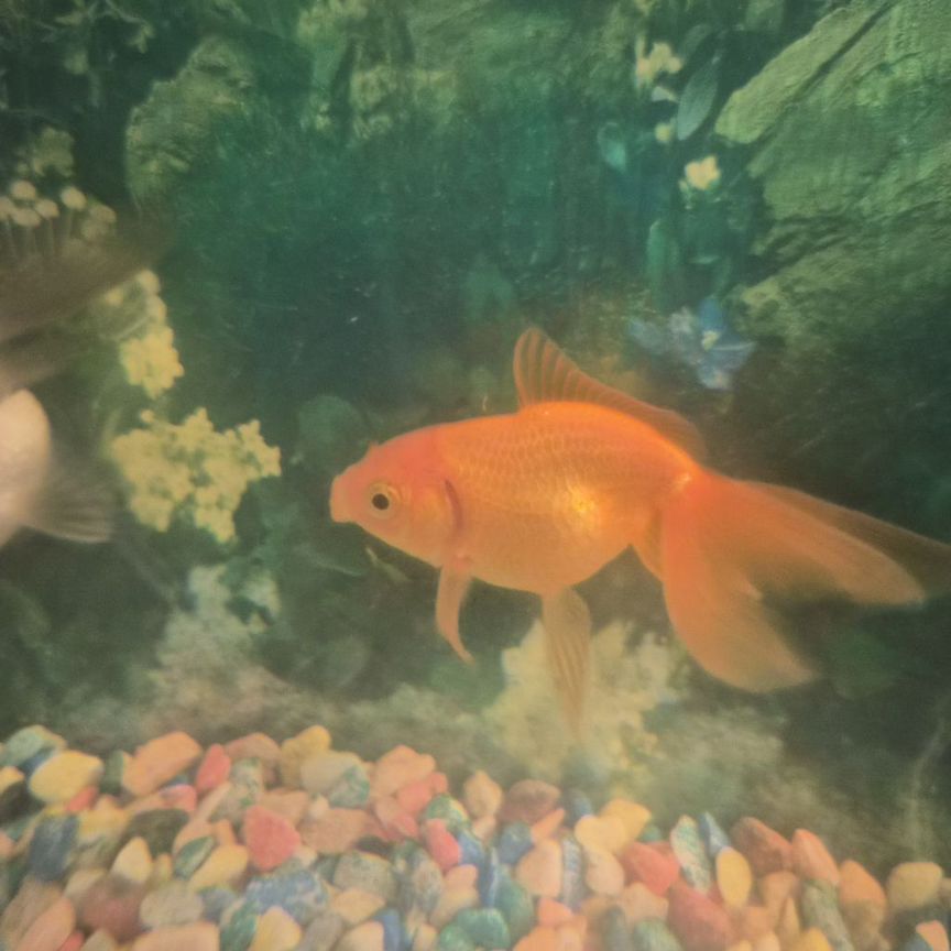 Золотые рыбки