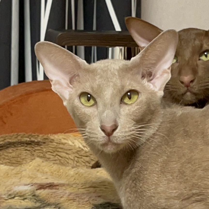 Ориентальная Девочка фавн