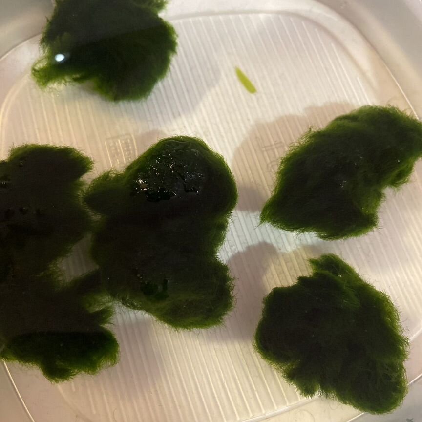 Мох кладофора