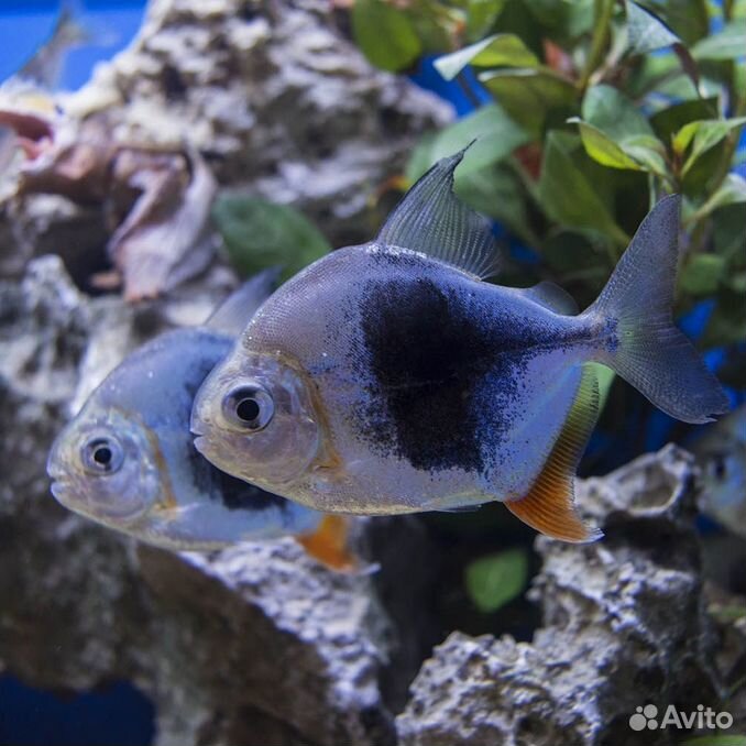 Милеус Ламакс 3